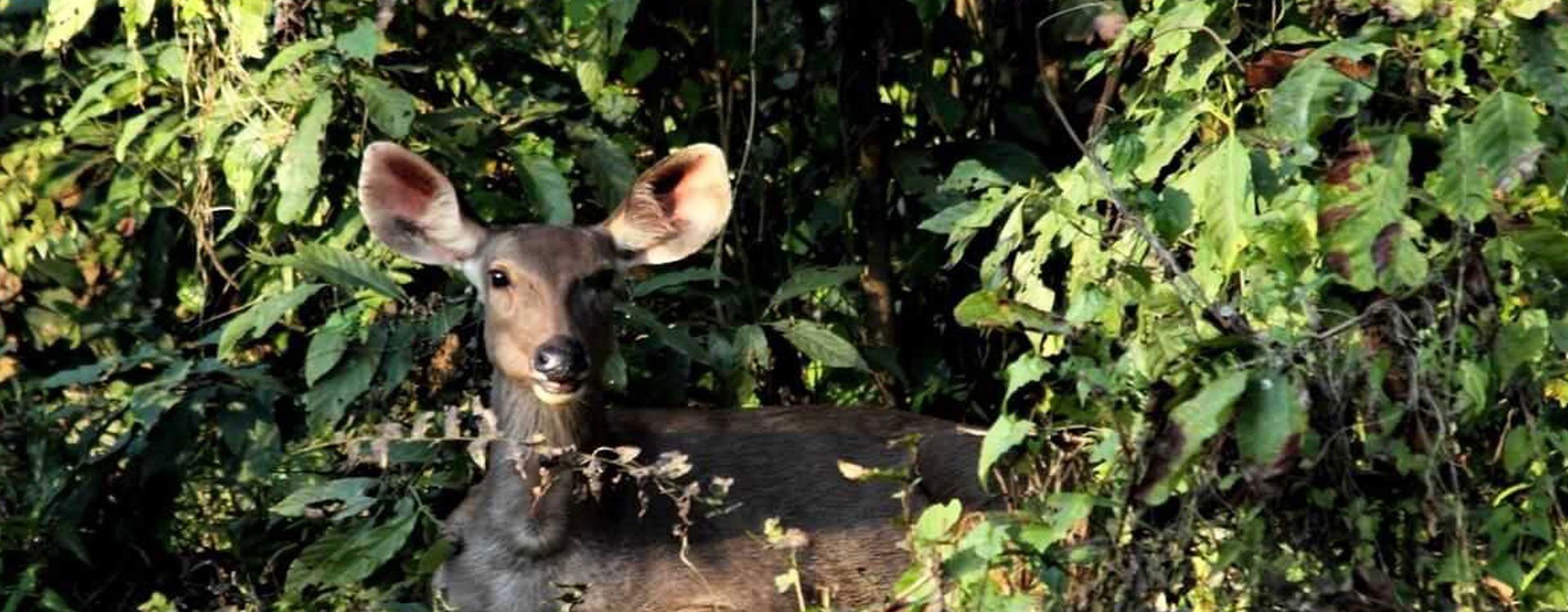 Jungle Safari in Nepal, Nepal Jungle Safari - Eco Holidays Nepal